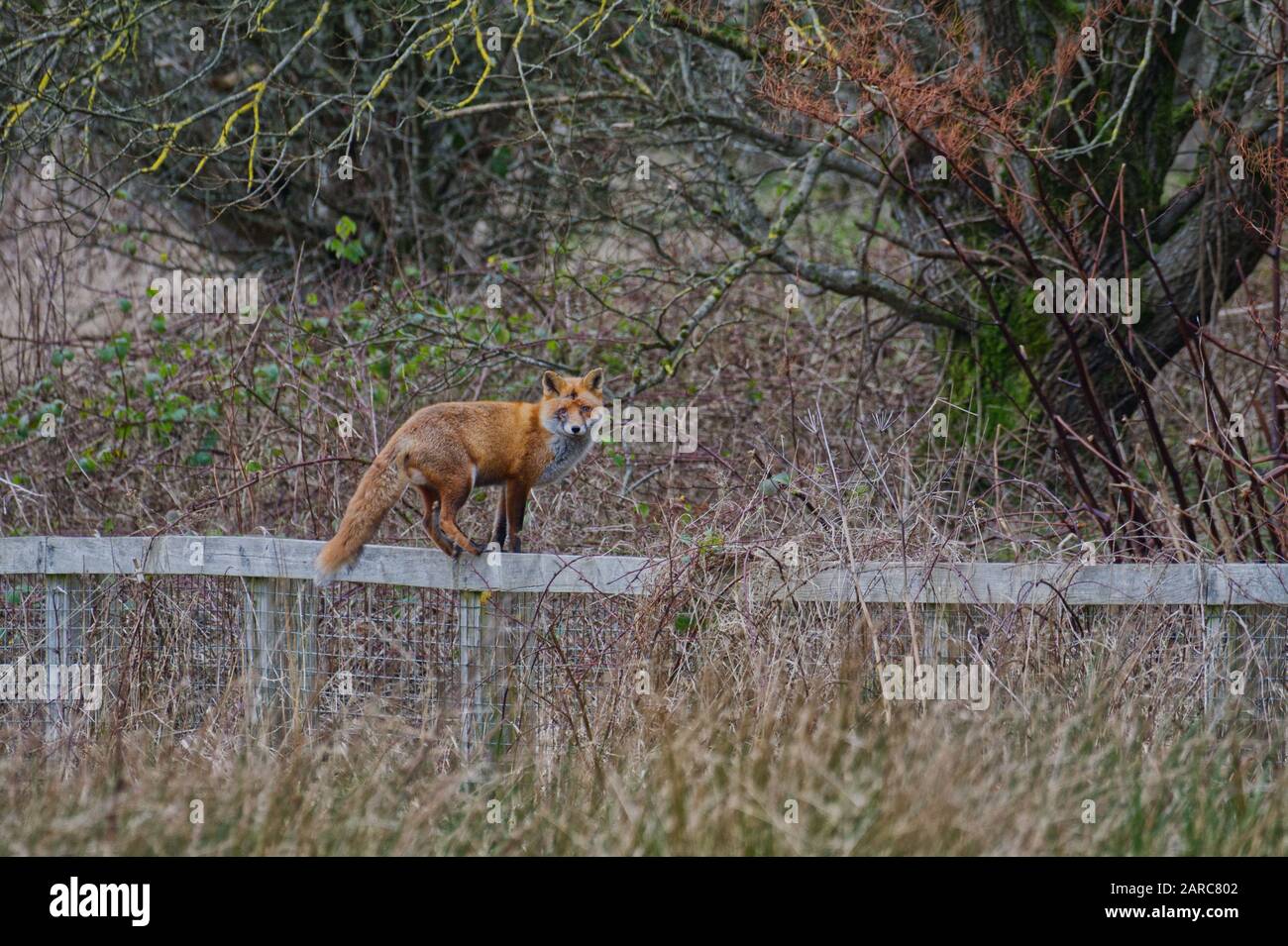 Injured fox hi-res stock photography and images - Alamy