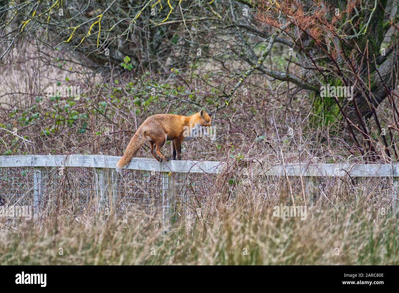 Injured fox hi-res stock photography and images - Alamy