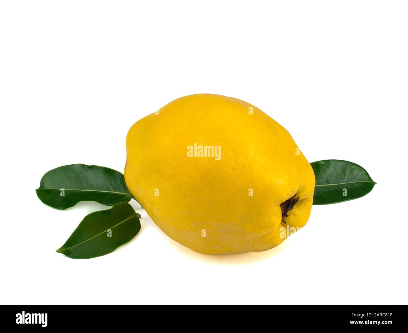 fresh yellow quince isolated on white background Stock Photo - Alamy