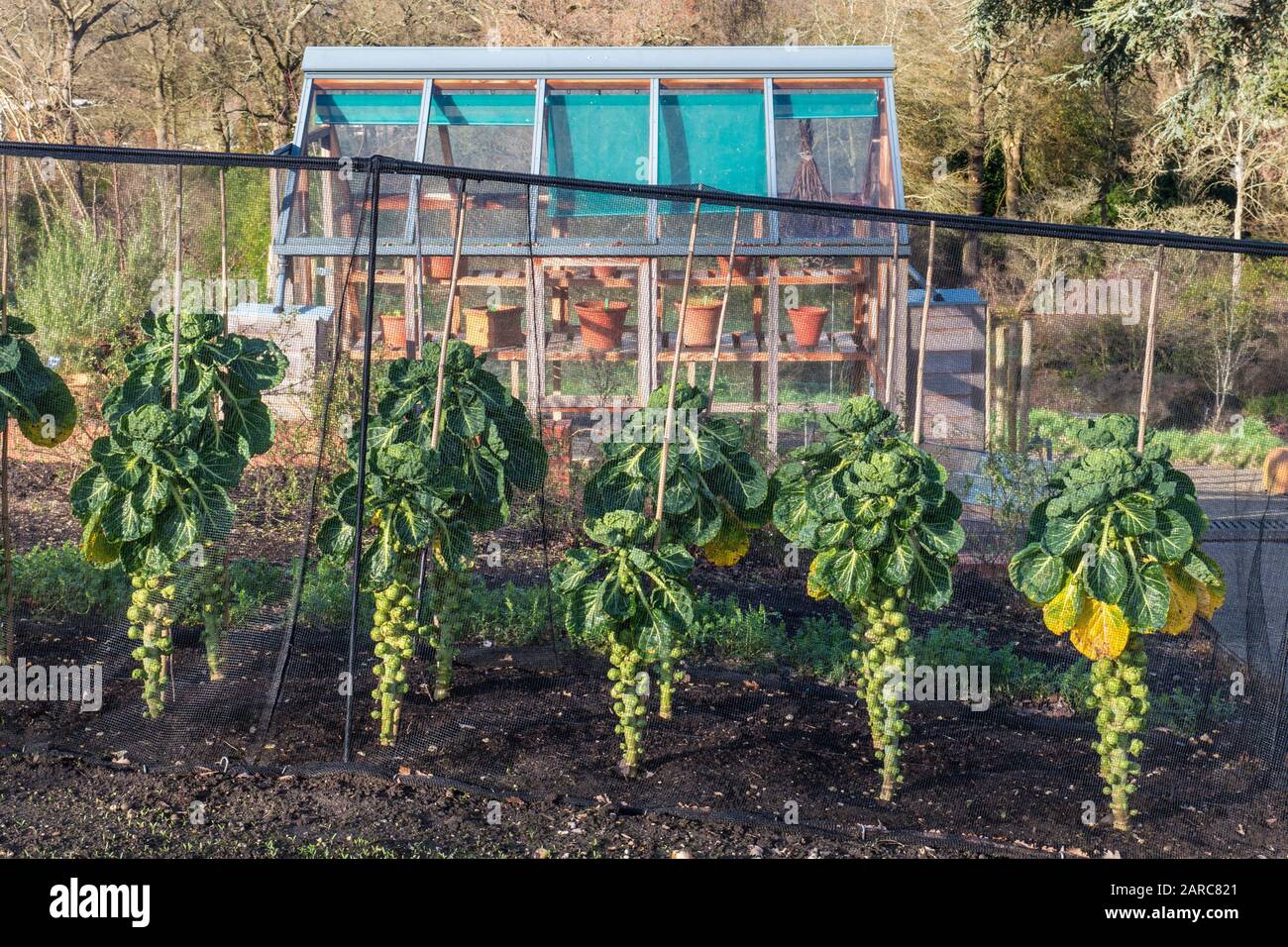 Netting brassica hi-res stock photography and images - Alamy