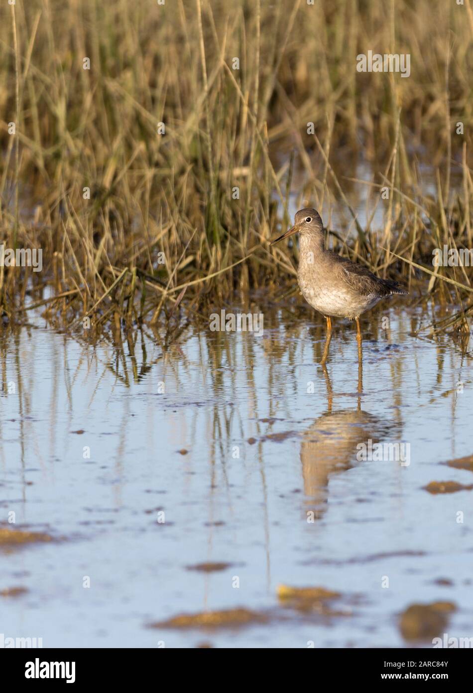 Redshank Tringa totanus wader with long red based black bill and long ...