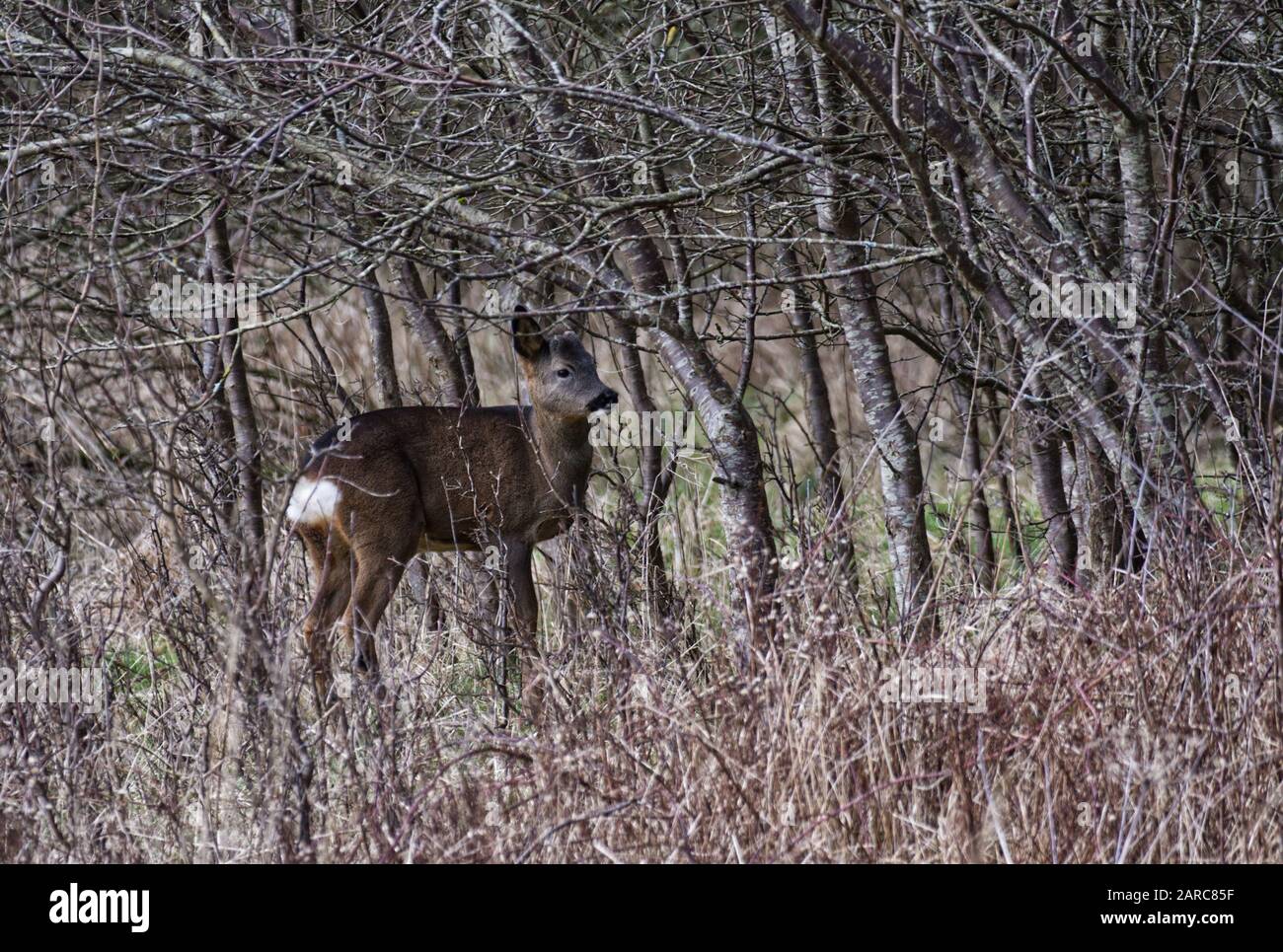 Roebuck wildlife hi-res stock photography and images - Alamy