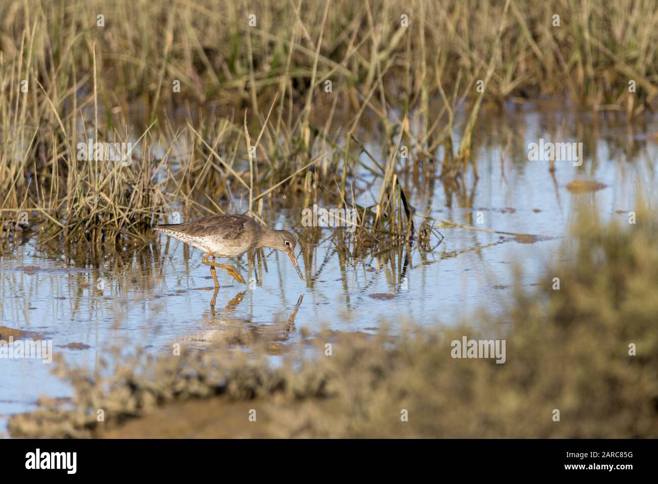 Long black red based bill hi-res stock photography and images - Alamy