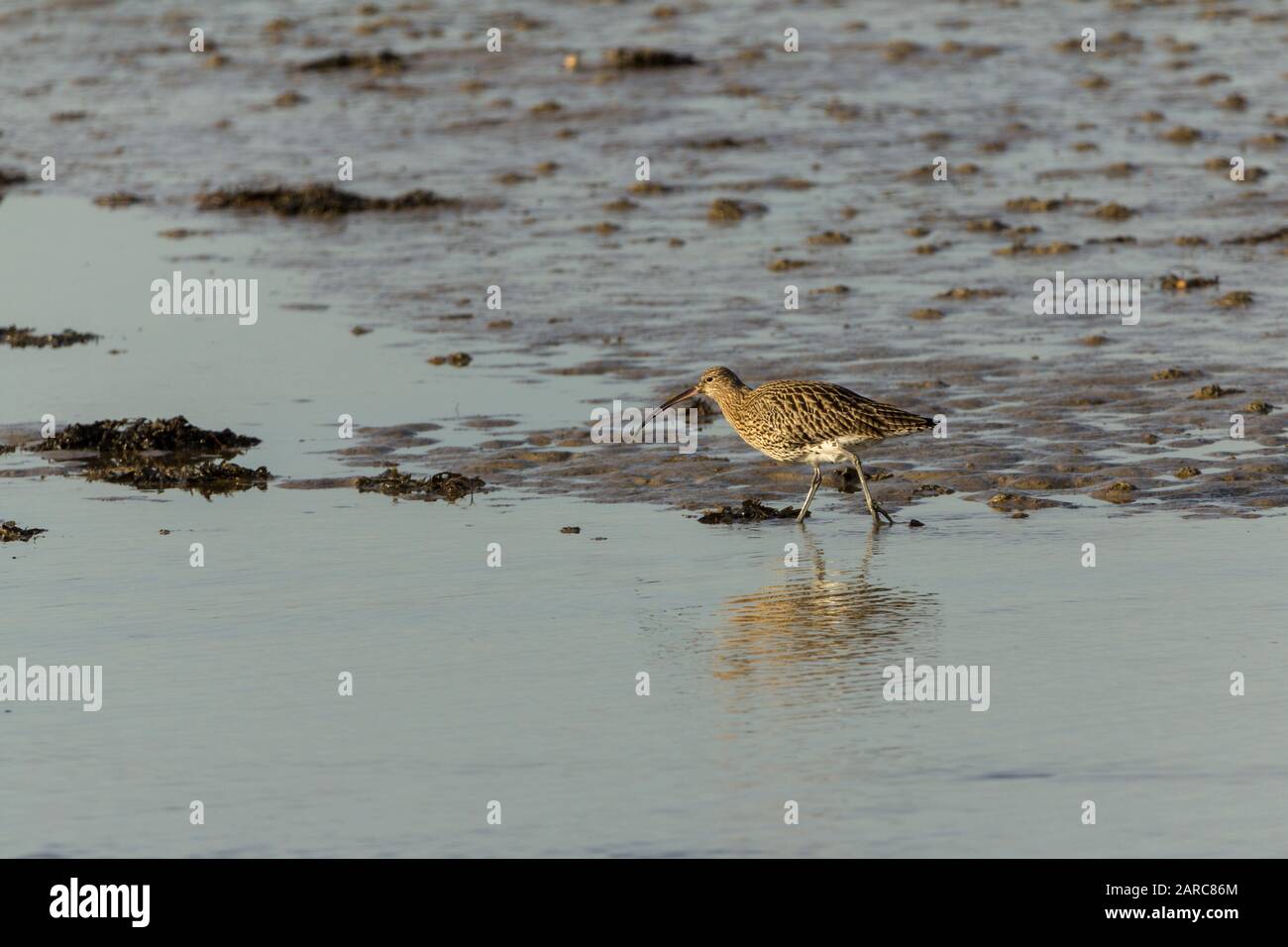 Spotted Brown Plumage High Resolution Stock Photography and Images - Alamy