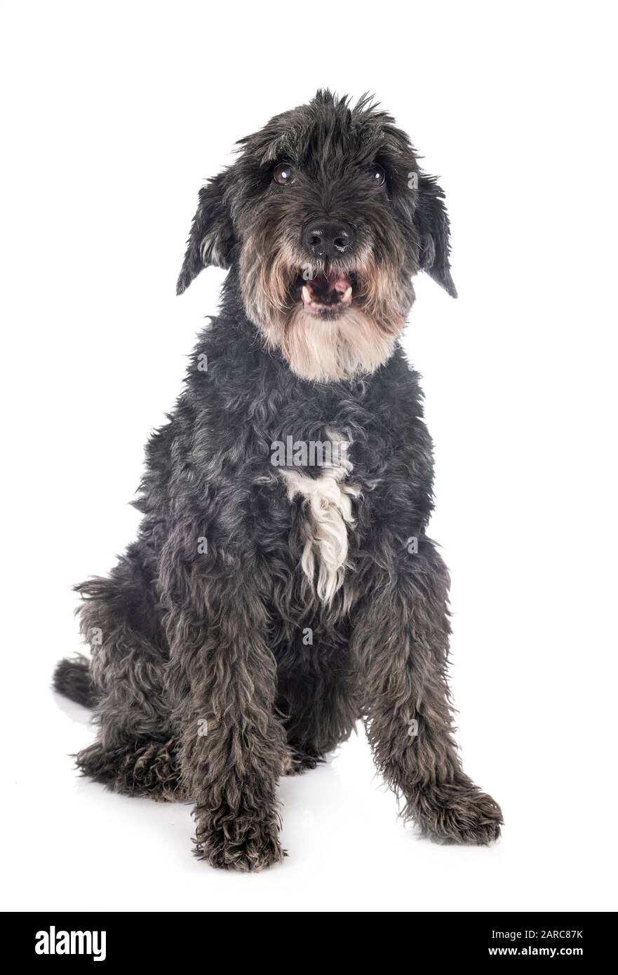 old griffon in front of white background Stock Photo - Alamy