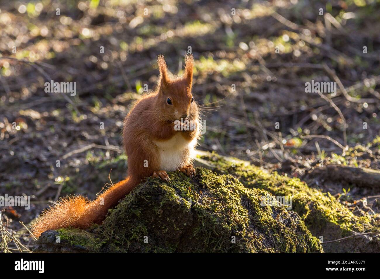 Red squirrel Sciurus vulgaris native British species with orange red ...