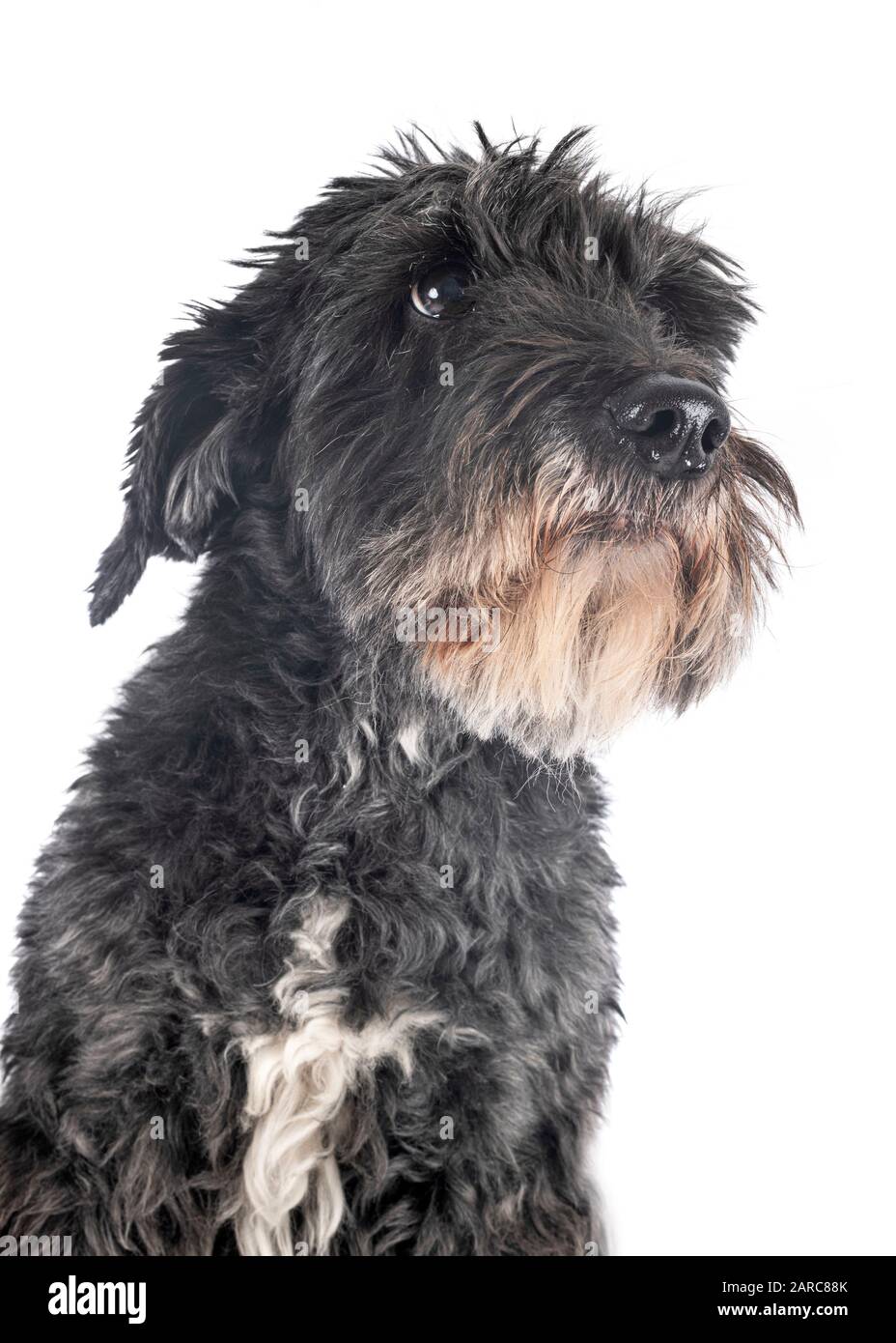 old griffon in front of white background Stock Photo - Alamy