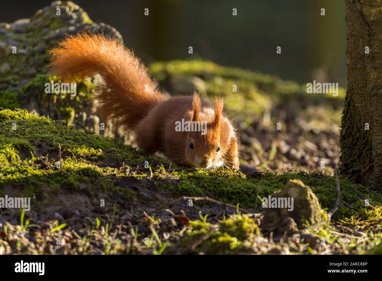 Red squirrel Sciurus vulgaris native British species with orange red ...