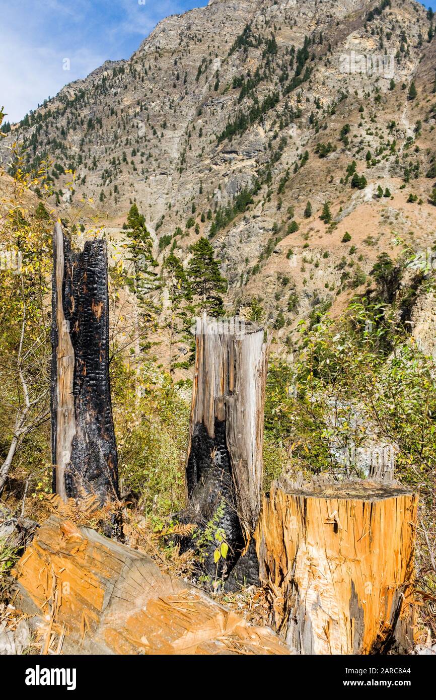 Trees himalayas hi-res stock photography and images - Alamy