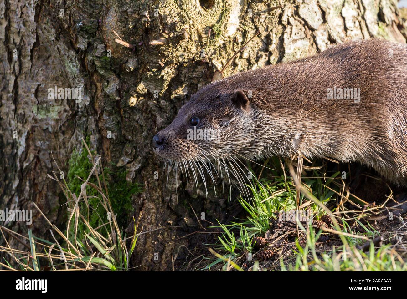 Otter head and shoulders showing whiskers hi-res stock photography and ...