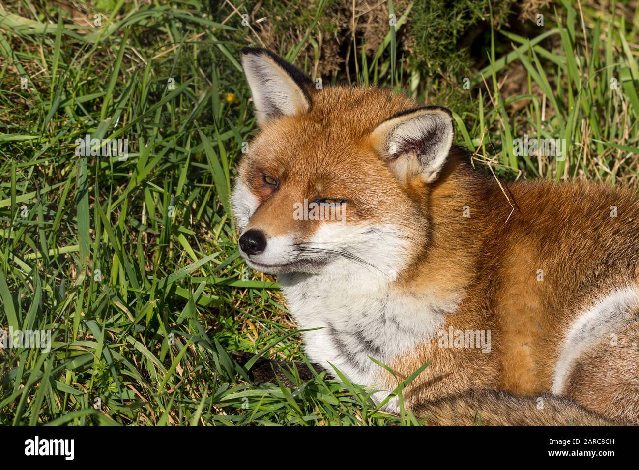 Bushy white tipped tail hi-res stock photography and images - Alamy