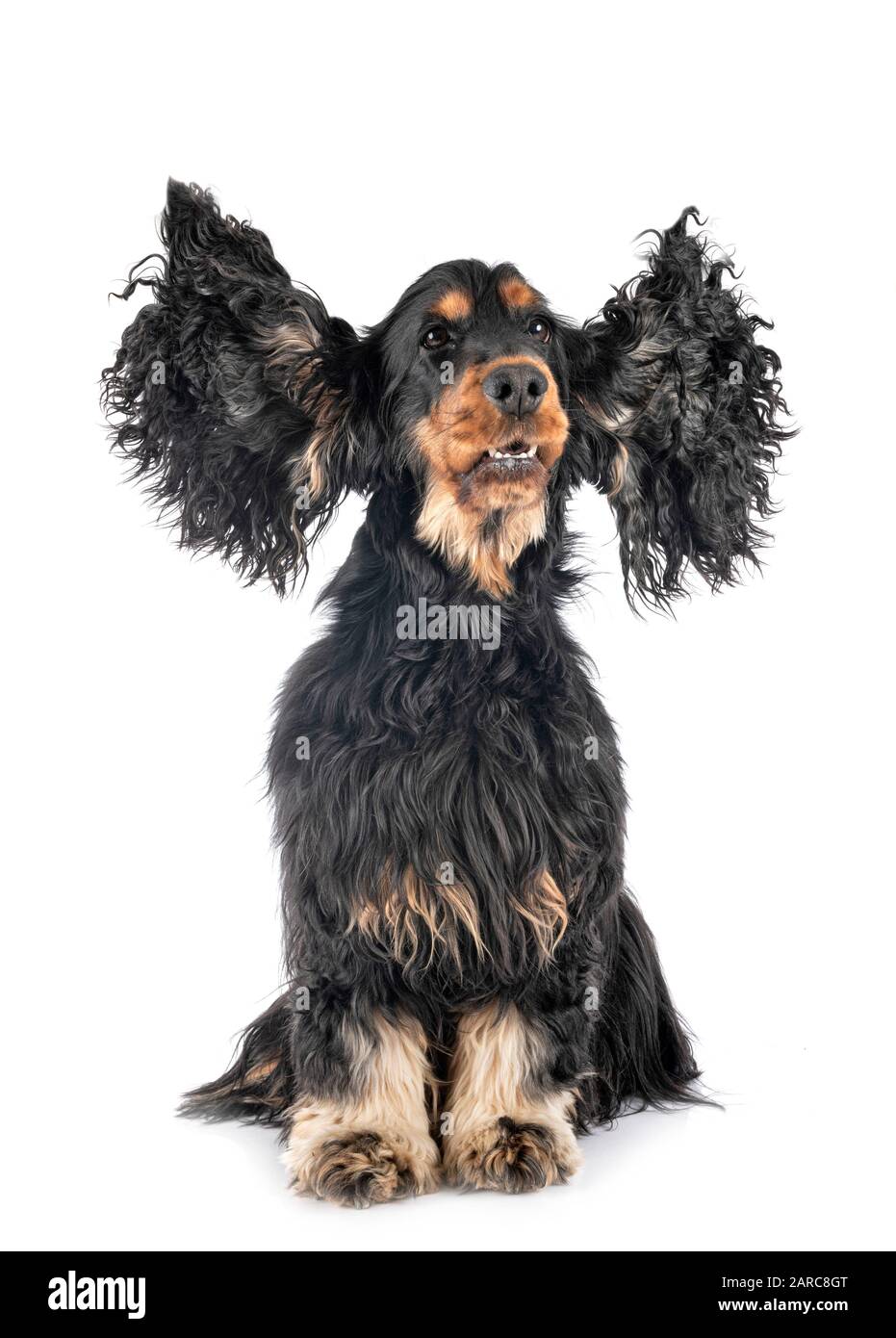 Cocker spaniel ear Cut Out Stock Images & Pictures - Alamy