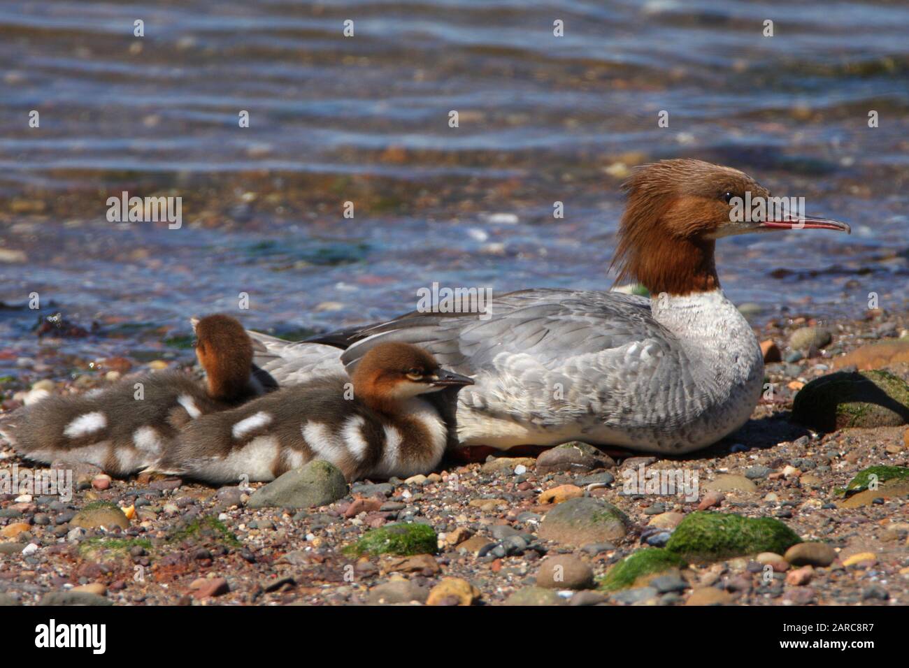 GOOSANDER, Scotland, uk Stock Photo - Alamy
