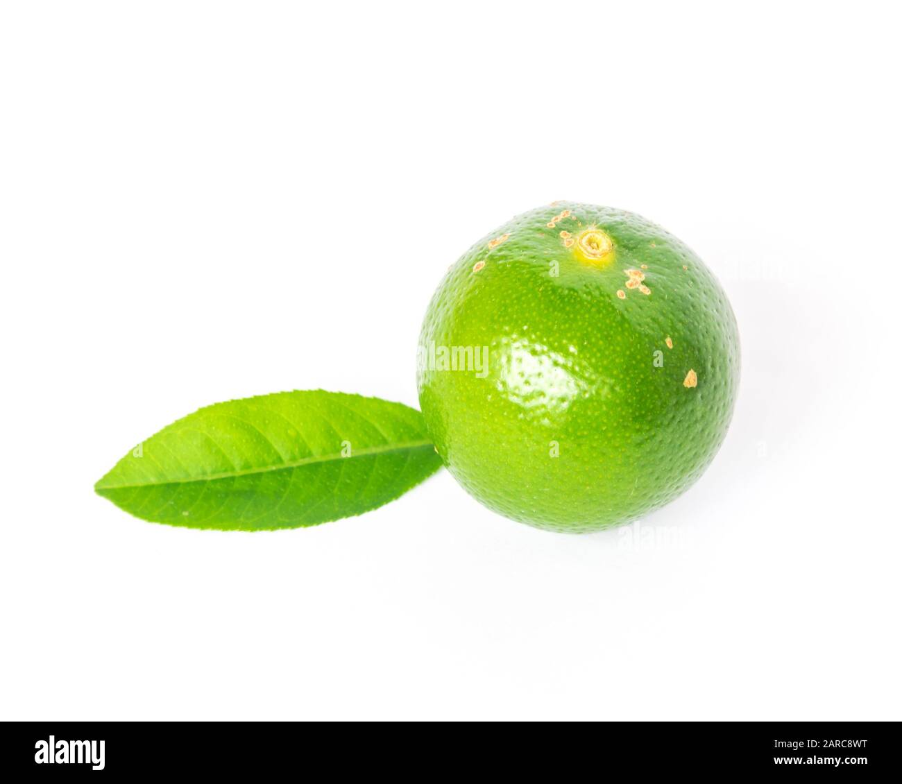 Studio shot whole Asian green lime with single leaf isolated on white ...