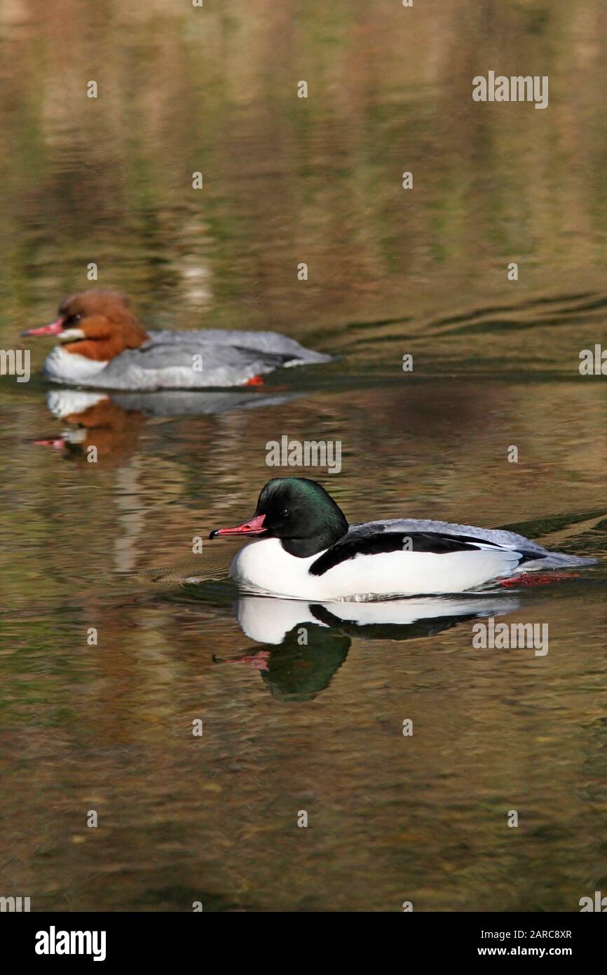 Female and drake goosander hi-res stock photography and images - Alamy