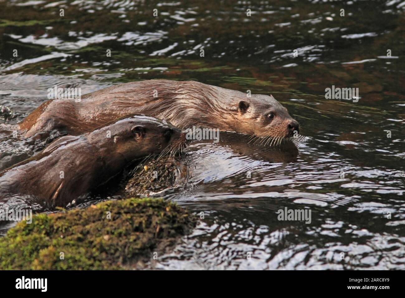 Otter Scotland High Resolution Stock Photography and Images - Alamy