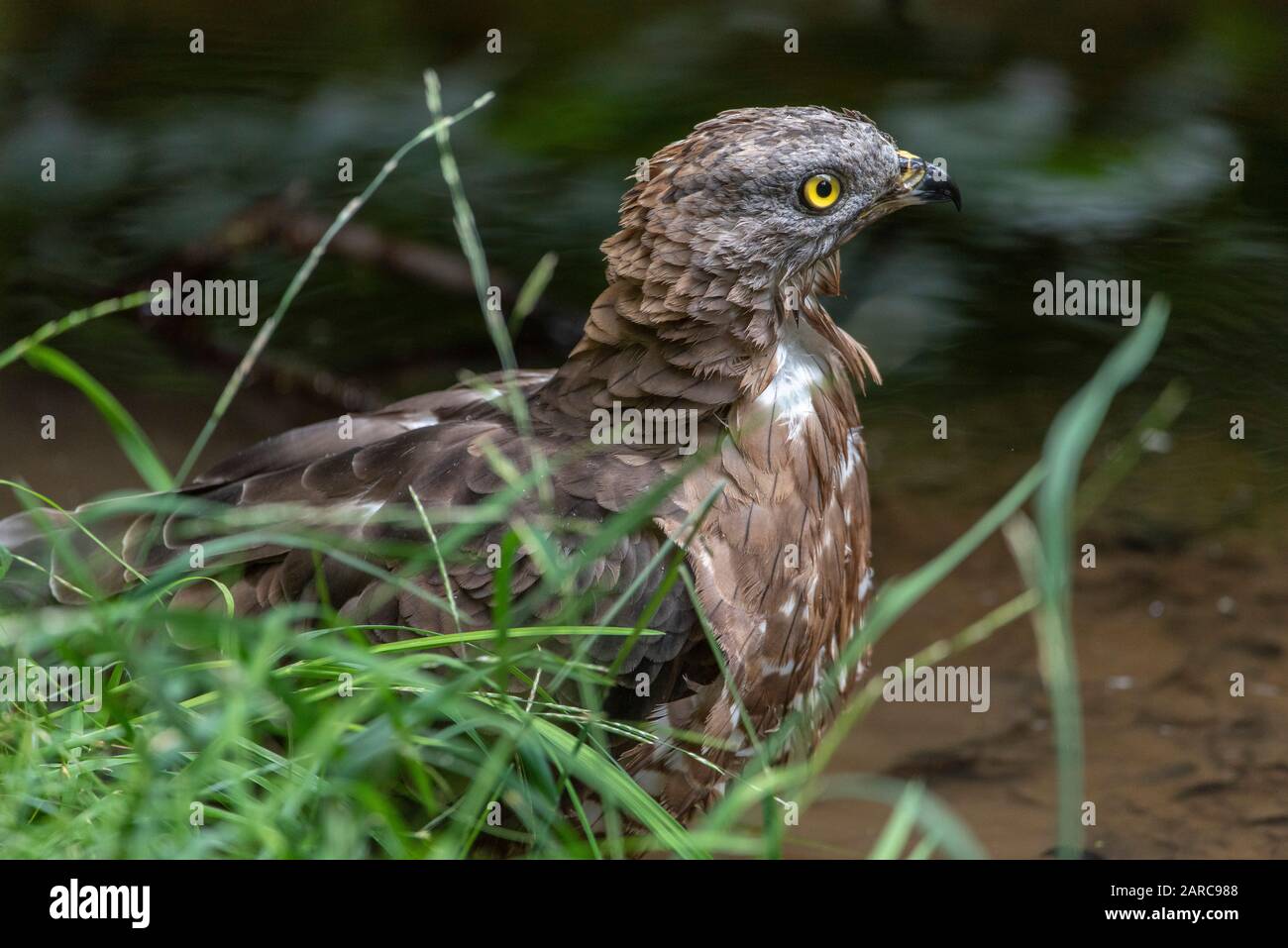 Close-up portrait of European honey buzzard (Pernis apivorus) also ...