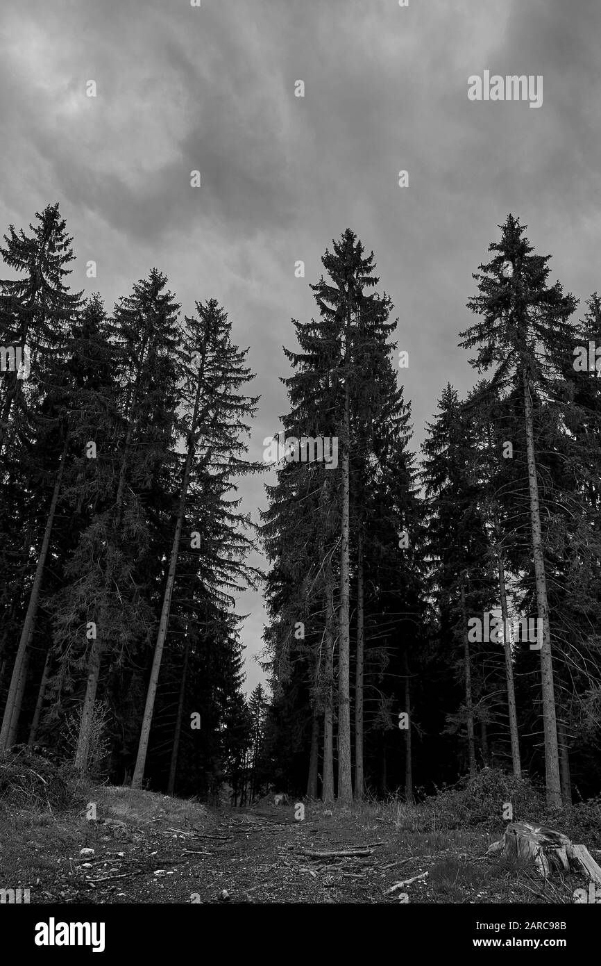 Greyscale of a forest covered in trees and bushes under a cloudy sky ...