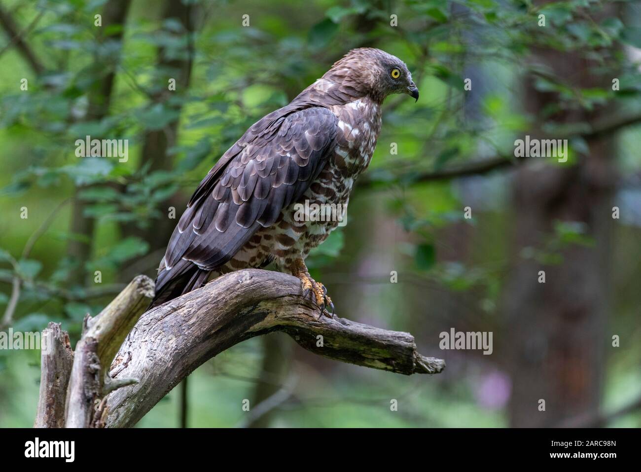 Close-up portrait of European honey buzzard (Pernis apivorus) also ...