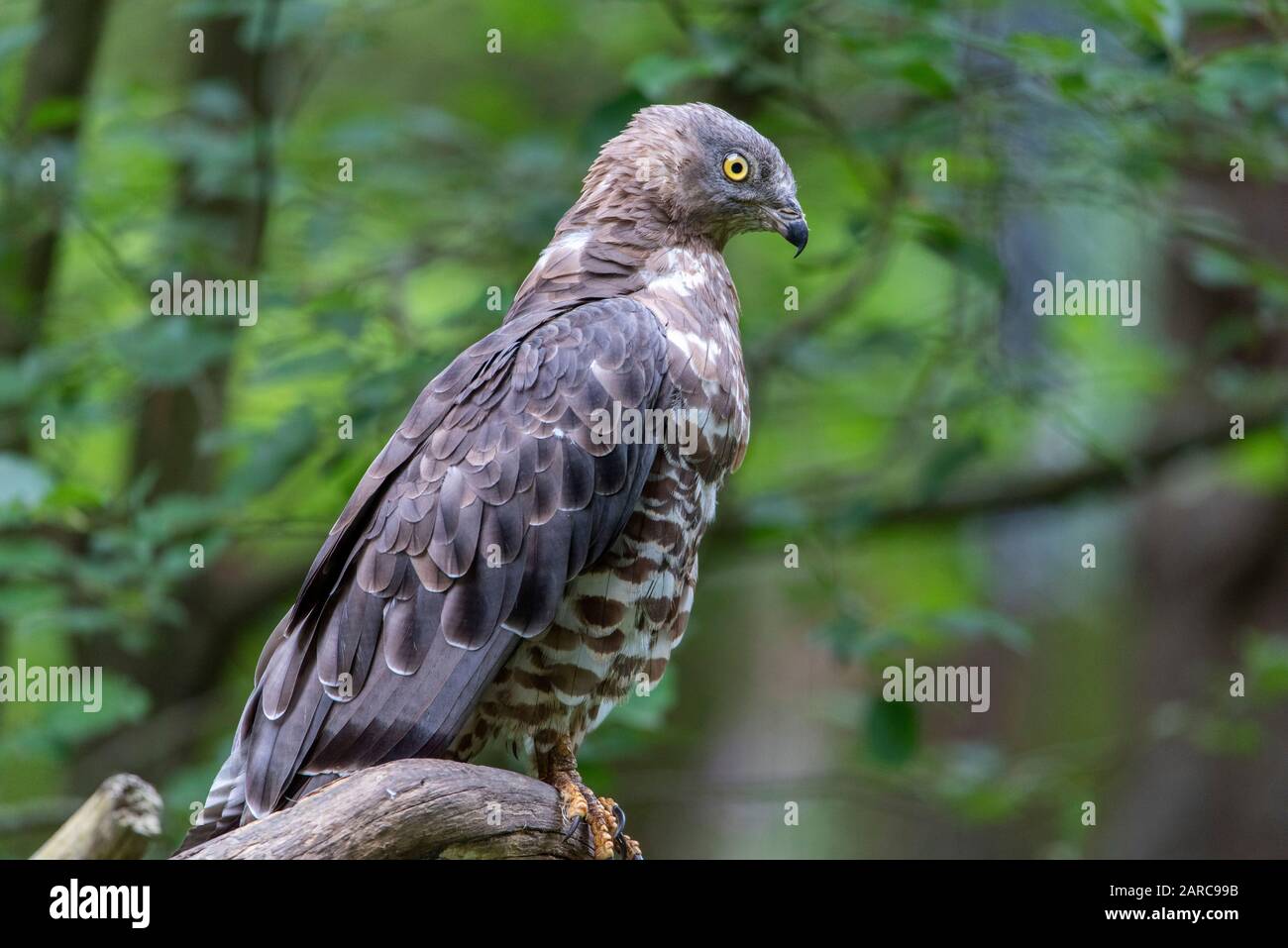 Close-up portrait of European honey buzzard (Pernis apivorus) also ...