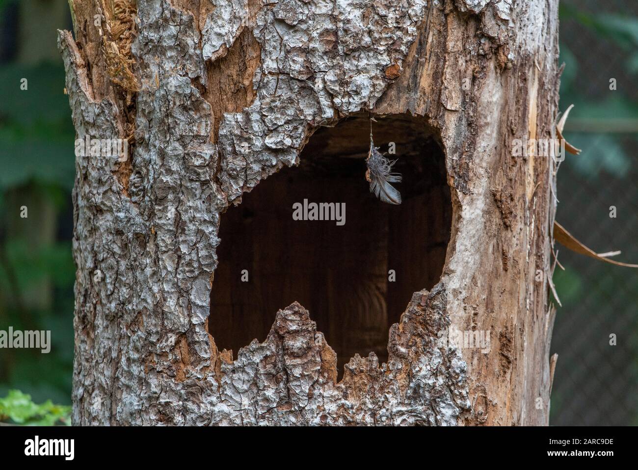Large hollow tree on a background . Serves nest for birds. A hollow in ...