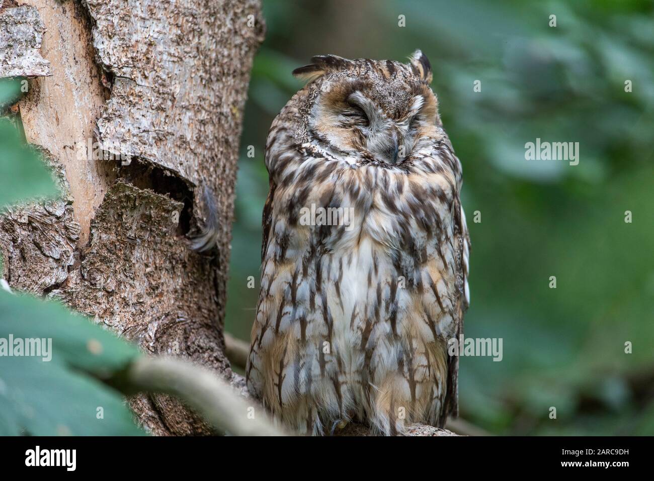 Eurasian scops owl (Otus scops) sleeping on a tree. Otus scops ...
