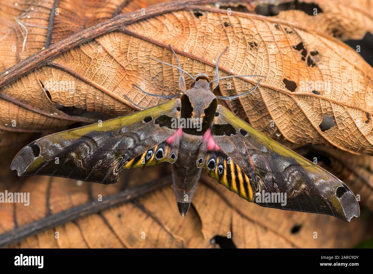 Indri,Indri Indri,animals,wildlife,wild,nature,travel,tourism,holidays ...