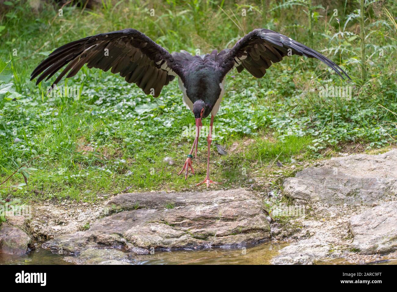 Black stork, Ciconia nigra in a german nature park. Black Stork ...
