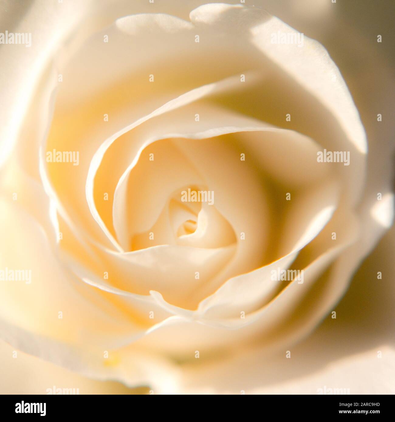 Closeup shot of a cream-colored rose with sun rays shining on it from ...