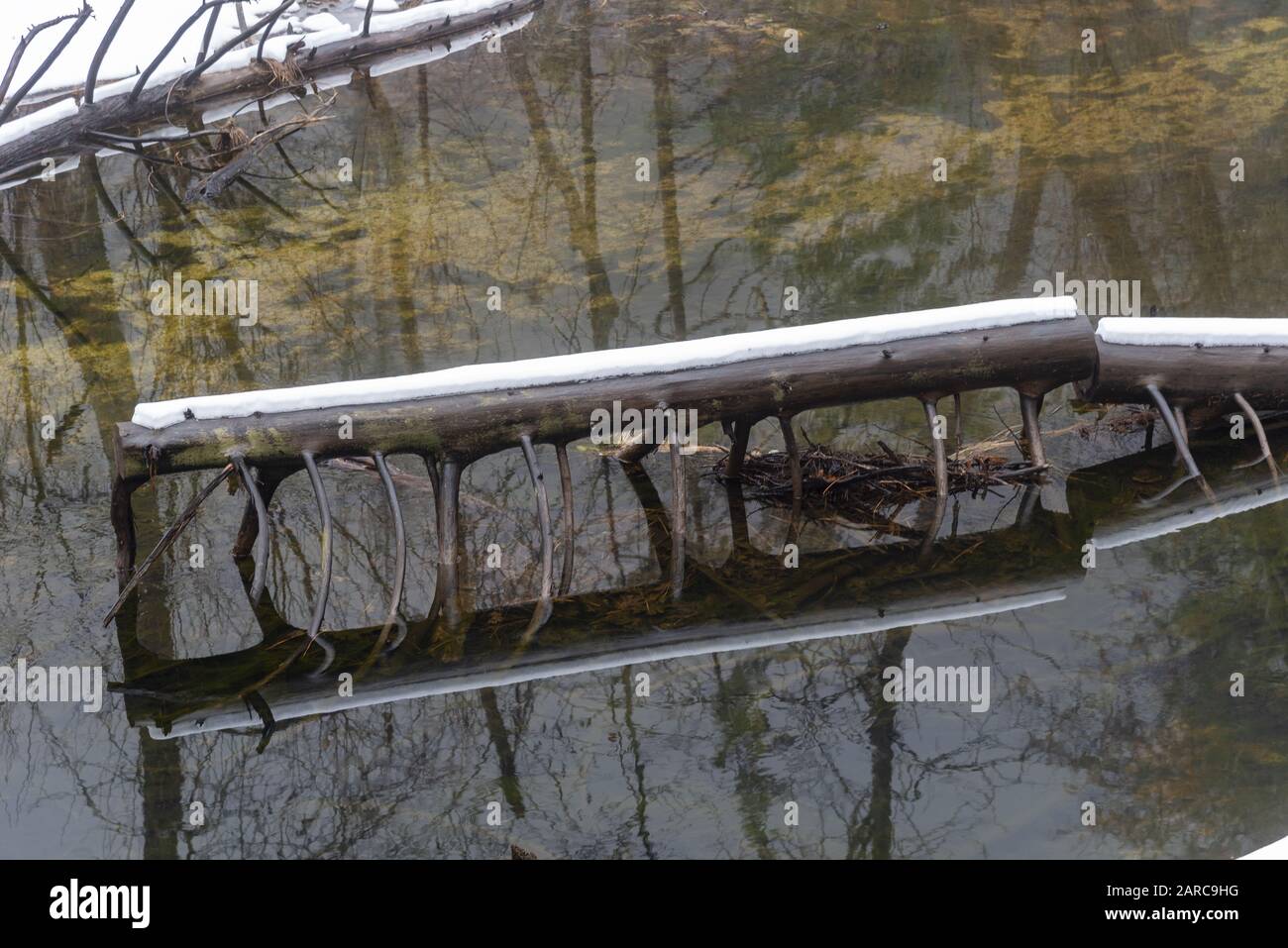 Burnt trees sequoia national park hi-res stock photography and images ...