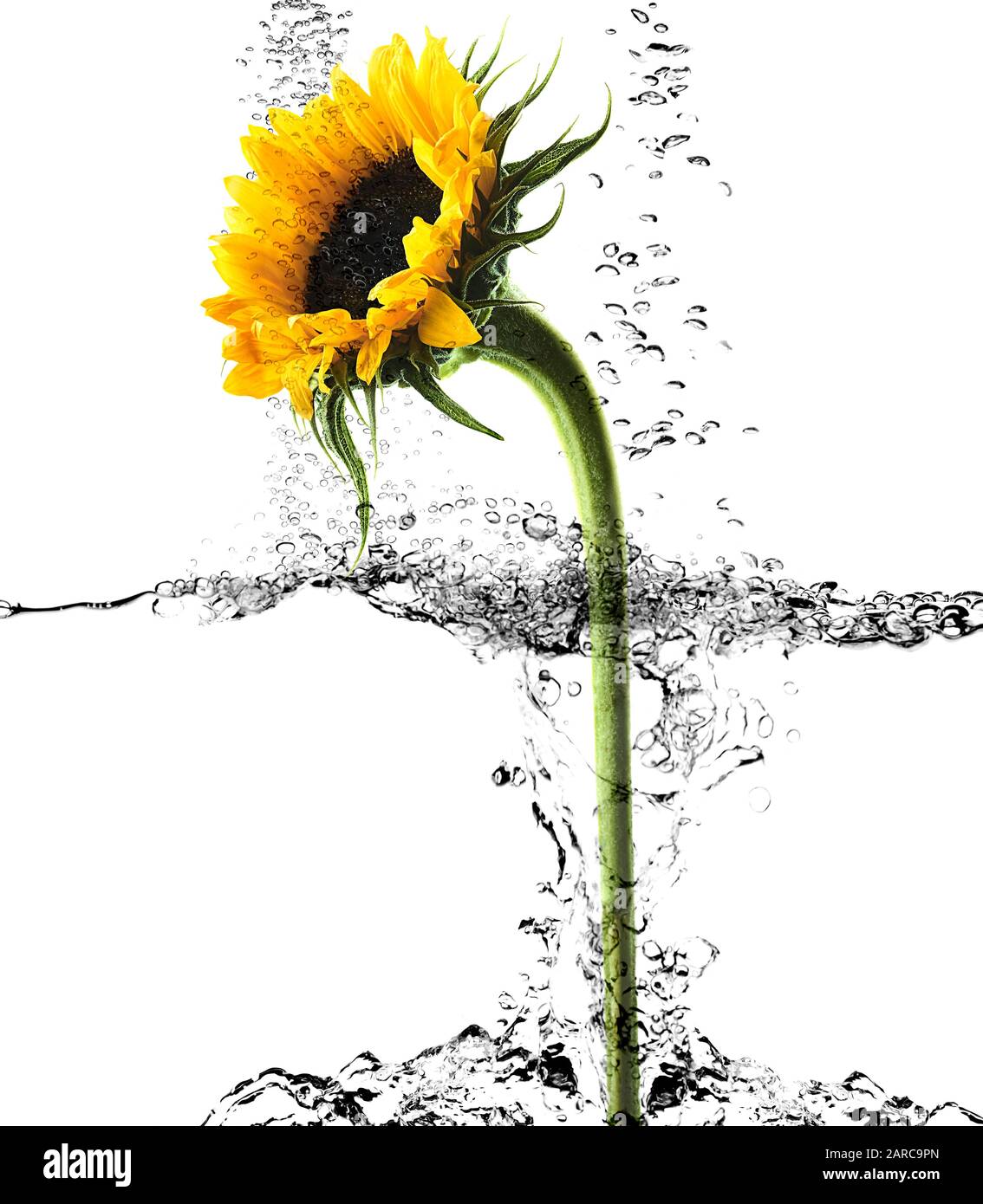 Sunflower in Water Stock Photo - Alamy