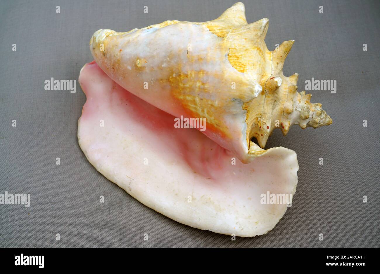 Pink conch hi-res stock photography and images - Alamy