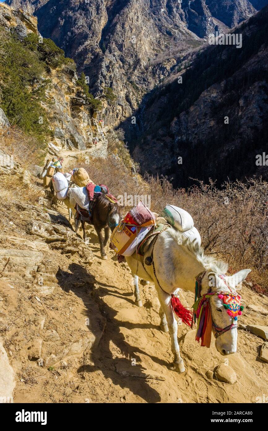 A pony / mule train carrying goods through the Nepalese Himalayas in ...
