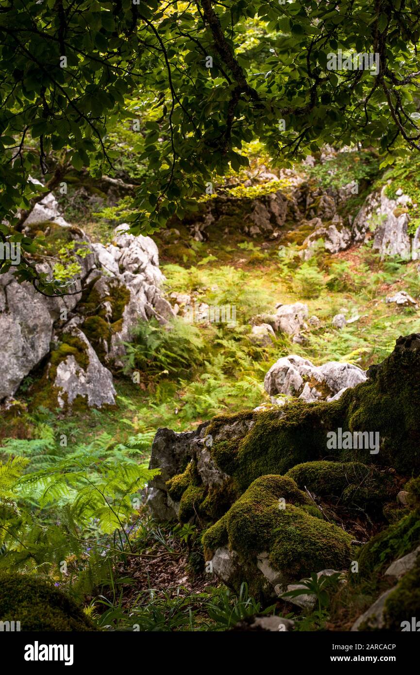 Mysterious scenery hi-res stock photography and images - Alamy