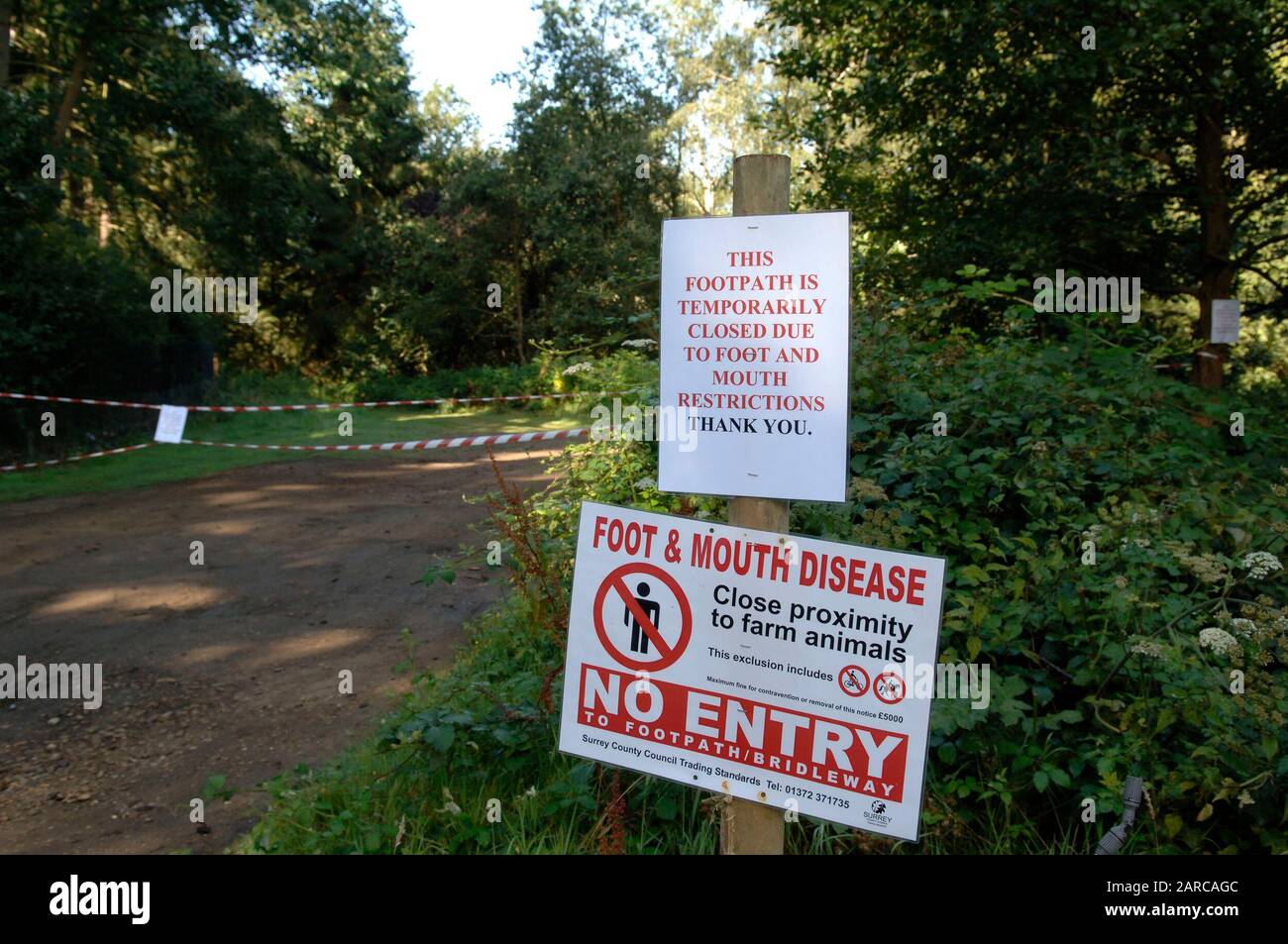 Dead cattle being removed by DEFRA from a farm in Normandy in Surrey ...