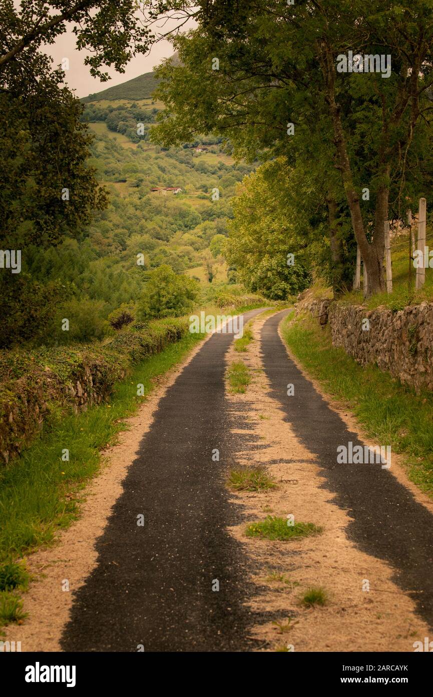 A road in mysterious forest Stock Photo - Alamy