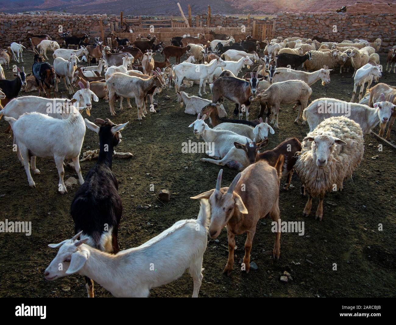 Goat corral high up in the Andes Mountains, Ruta 40, Argentina Stock ...