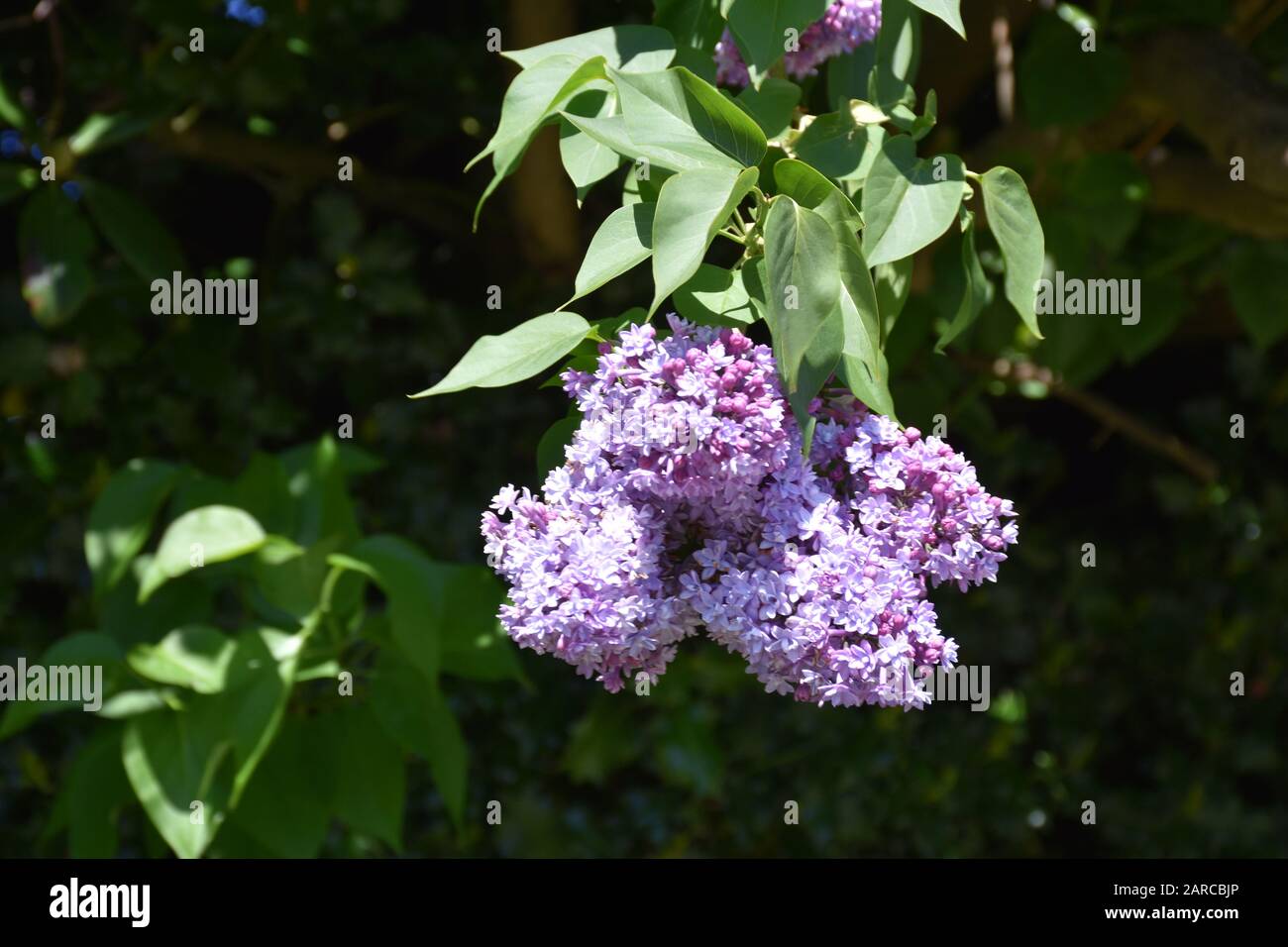Spring day with a pretty flowering lilac bush in bloom Stock Photo - Alamy