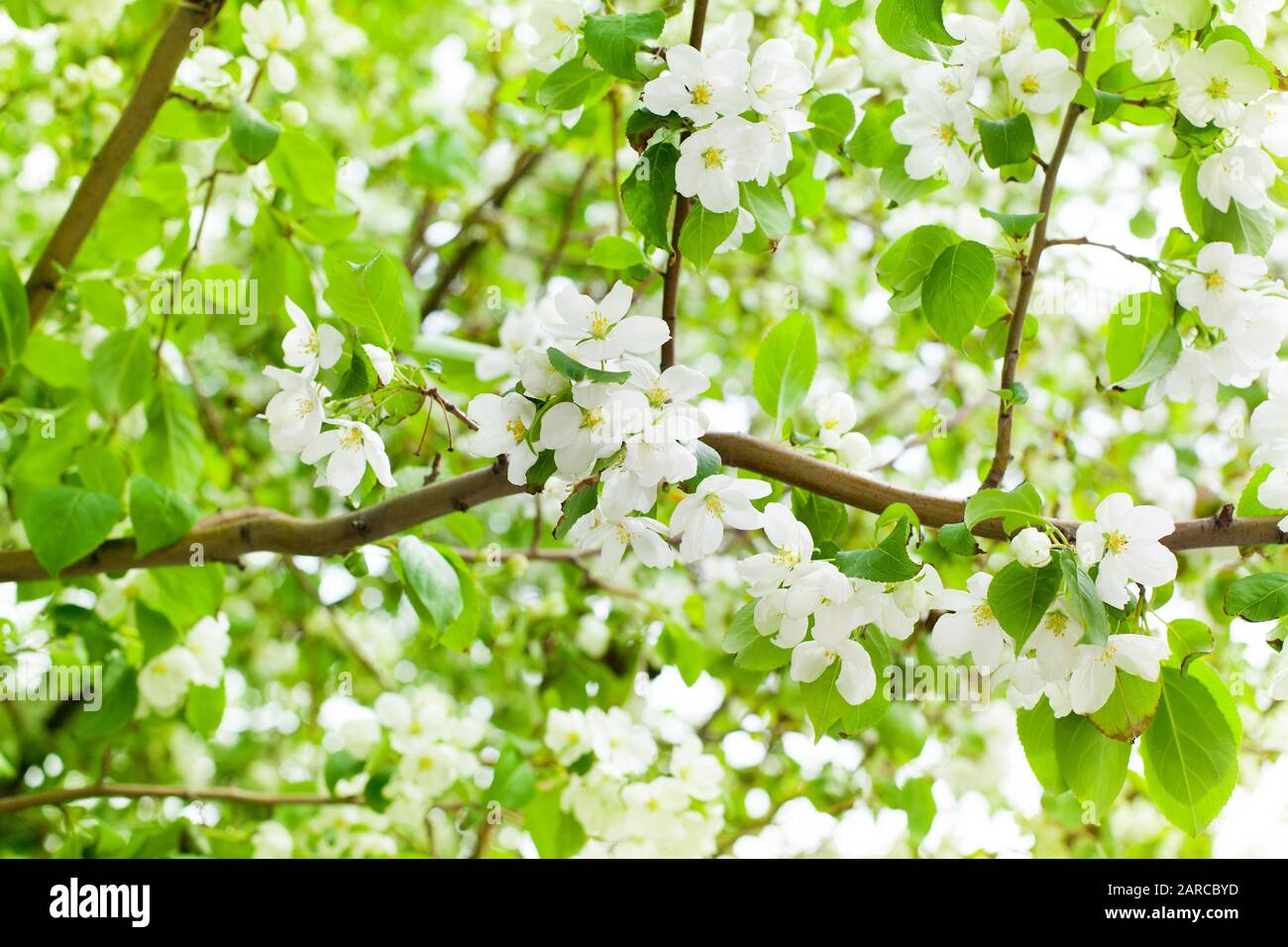Apple Blossom Tree Branch