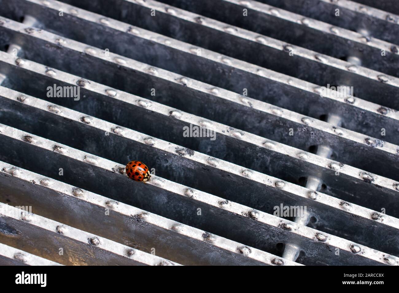 Ladybug on a metal surface - great for a cool background Stock Photo ...