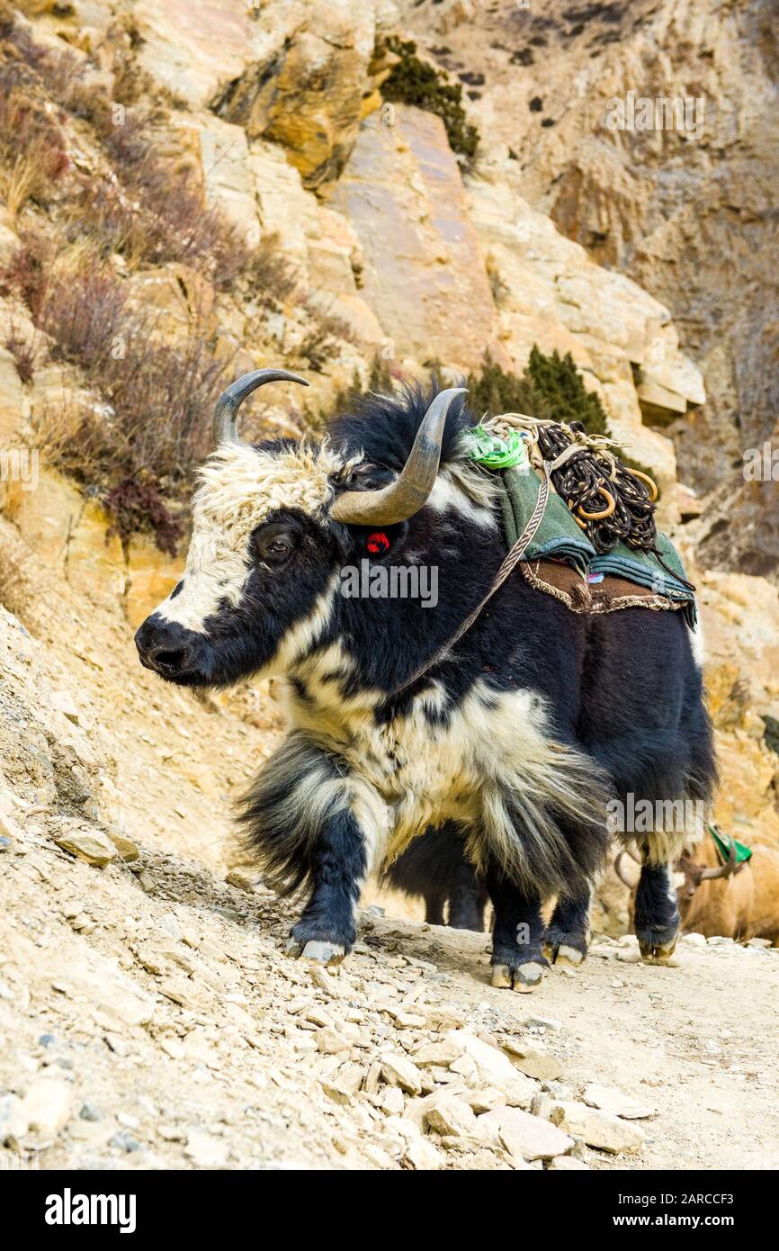 Yaks on an ancient trade route through the Himalayan mountains, Dolpo ...
