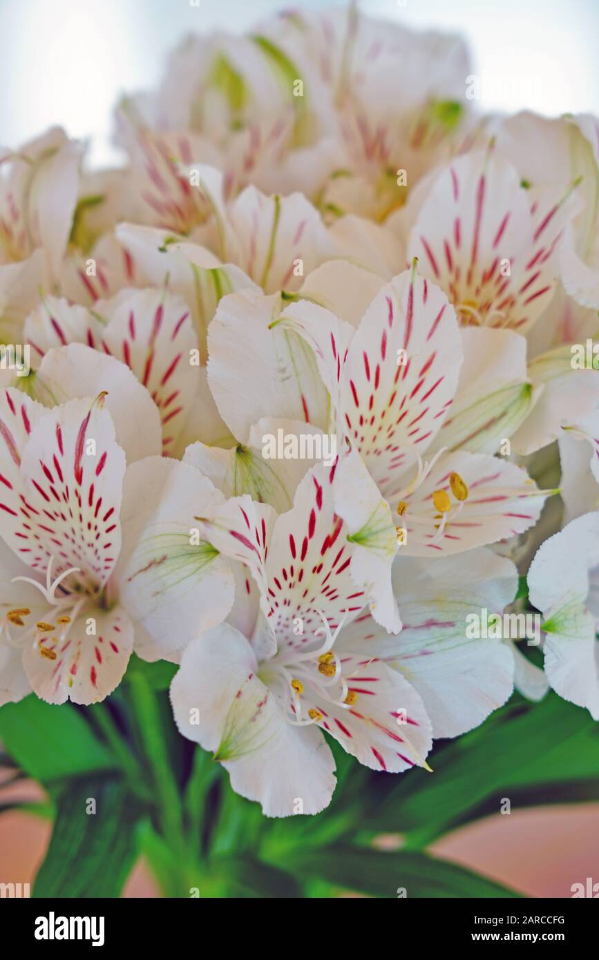A bunch of white and pink Alstroemeria Lily of the Incas flowers Stock ...