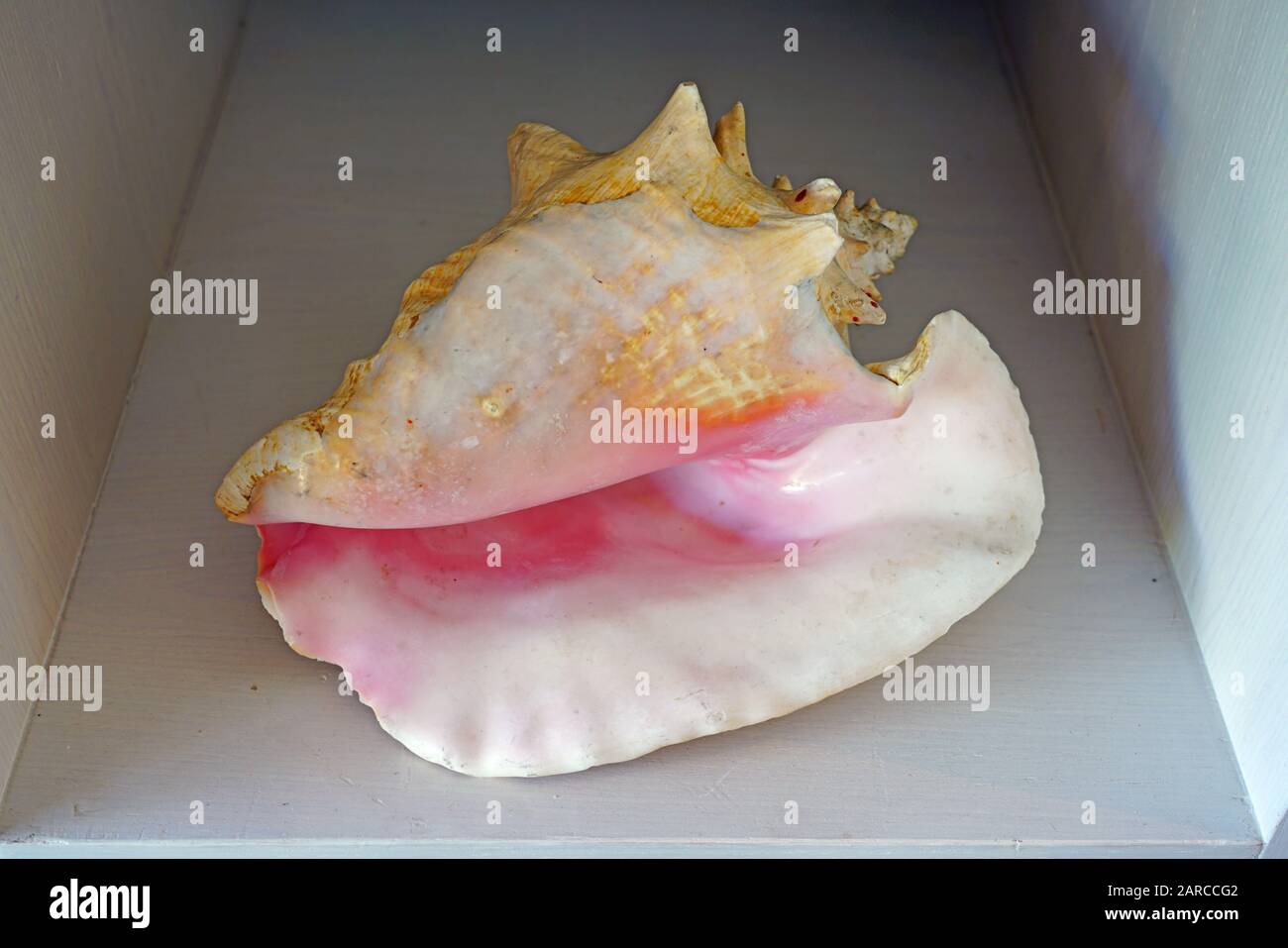 Pink conch hi-res stock photography and images - Alamy