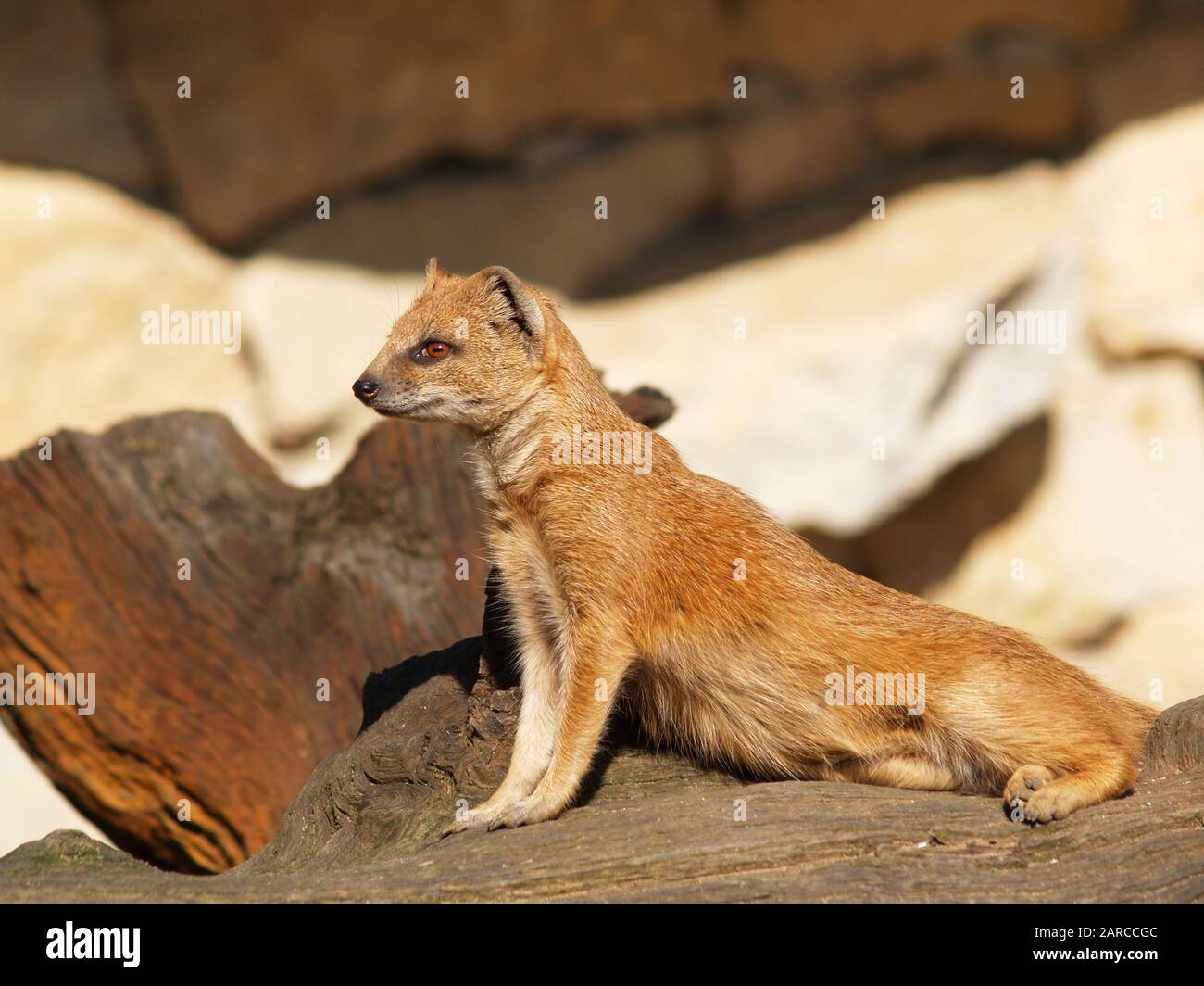 Mongoose hair hi-res stock photography and images - Alamy