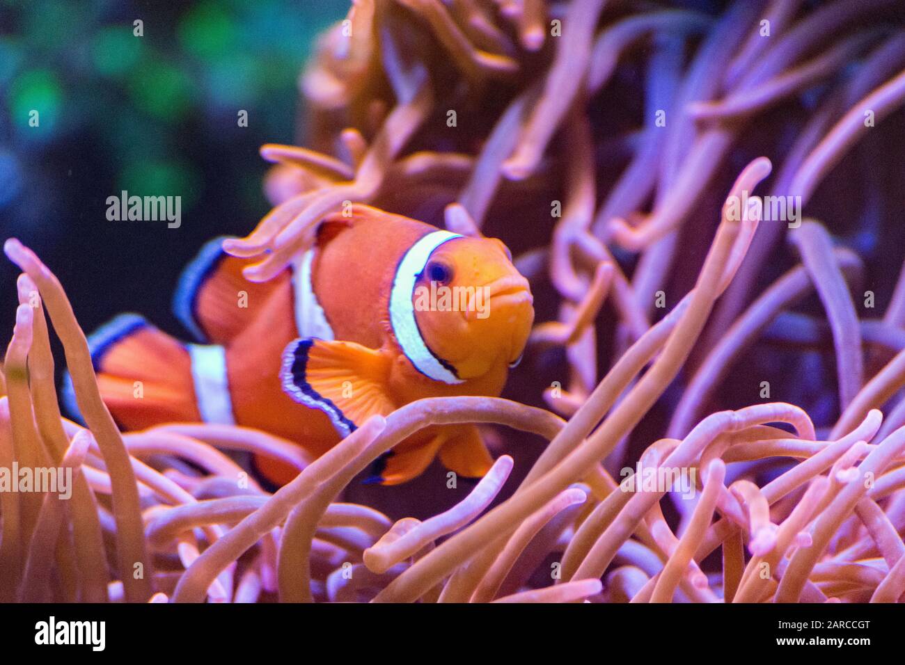 Cute crown fish swimming in the ocean with a blurred background Stock ...