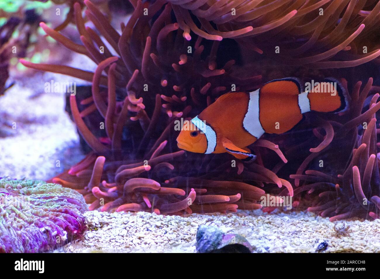 Cute crown fish swimming in the ocean with a blurred background Stock ...
