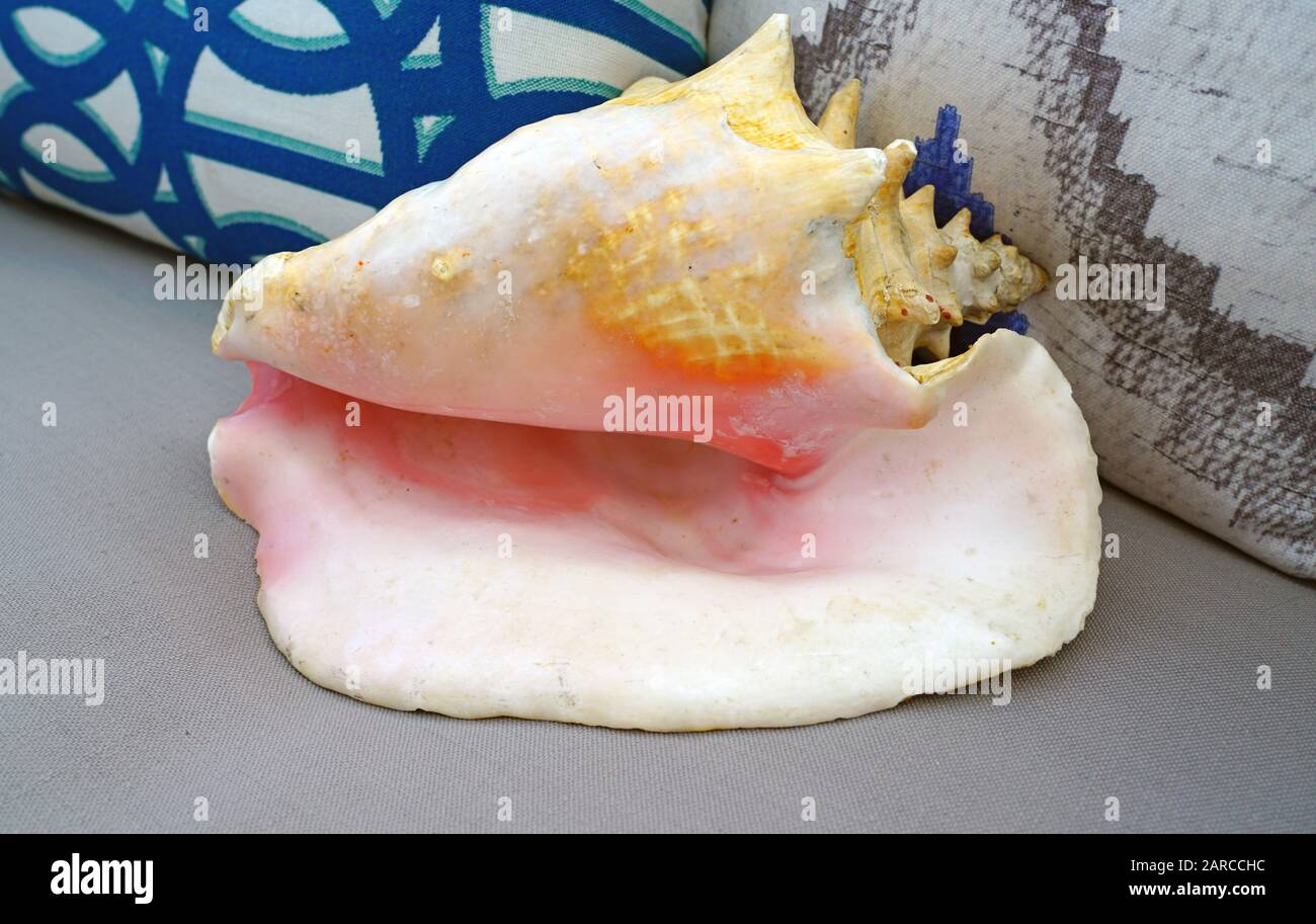 Pink conch hi-res stock photography and images - Alamy