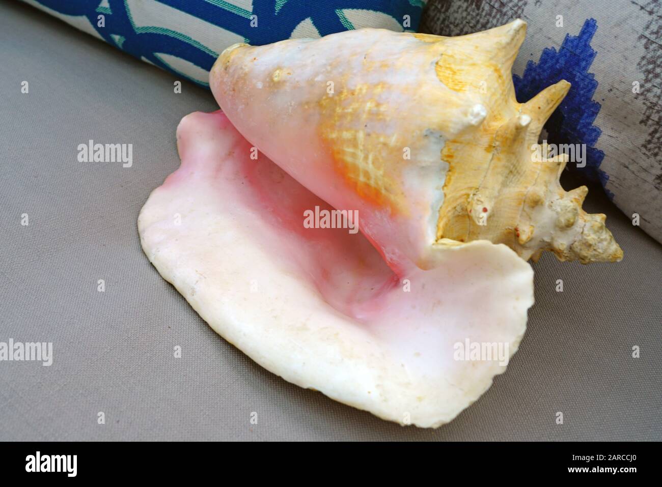 Pink conch hi-res stock photography and images - Alamy