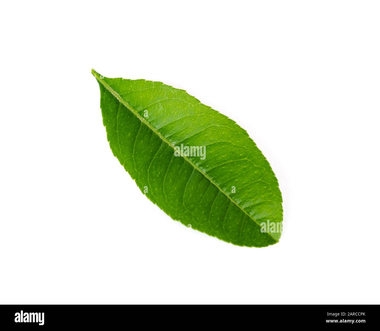 Young lime tree Cut Out Stock Images & Pictures - Alamy