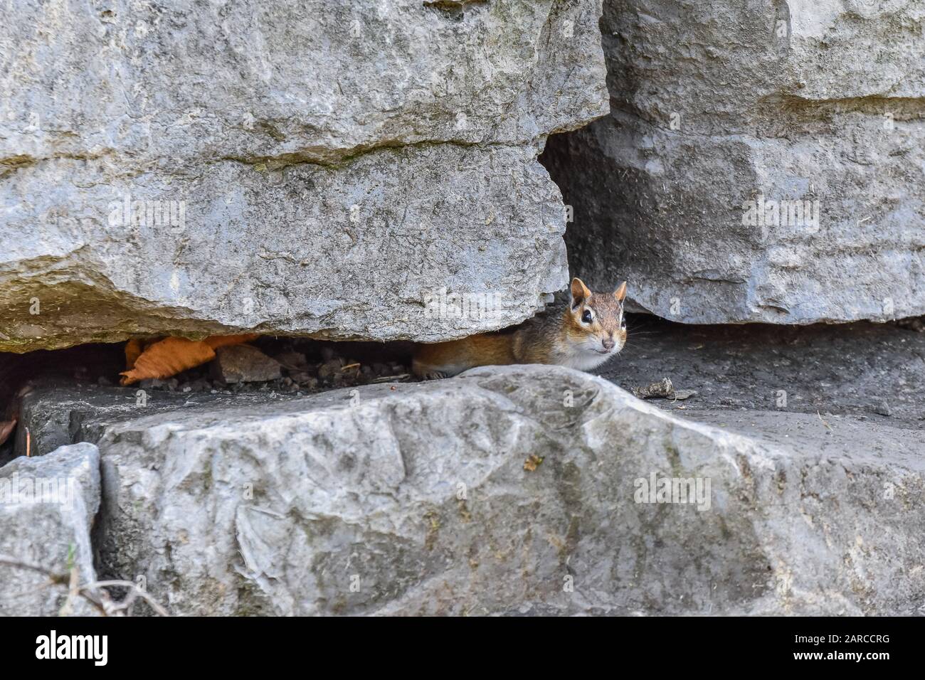 Cute squirrel hiding under huge rocks during daytime Stock Photo - Alamy